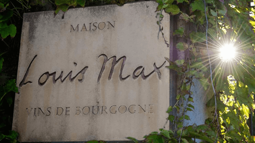 Vorgestellt: Maison Louis Max - jetzt bei uns erhältlich! — Mein-Weinhandel